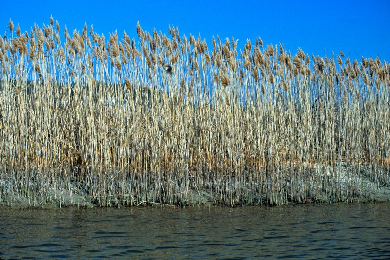 Phragmites - Blue Mountain Watershed Trust