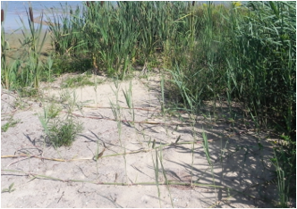 Phragmites - Blue Mountain Watershed Trust
