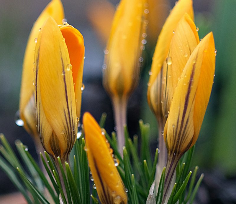 Nature Photo of the Week - Signs of Spring - Blue Mountain Watershed Trust